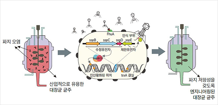 이영완의 사이언스카페 | 파지 저항성 대장균 균주 생물 공장 망치는 바이러스, 설계도 바꿔 막는다
